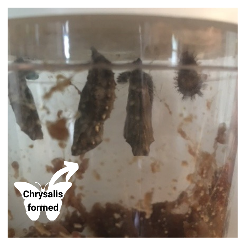 A Complete Project: Grow Butterflies At Home - Grammye's Front Porch